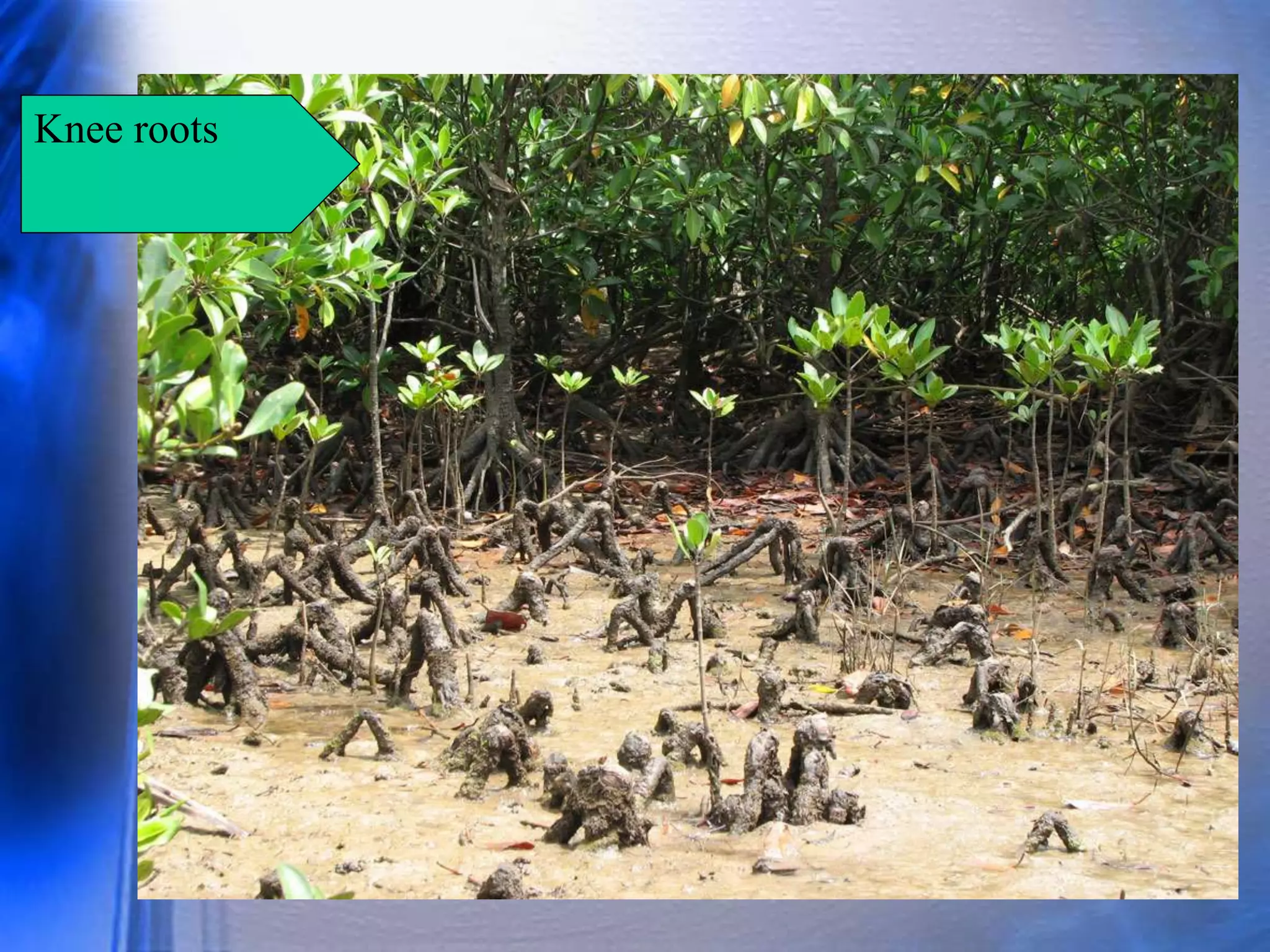 Tropical mangroove ecosystem | PPT