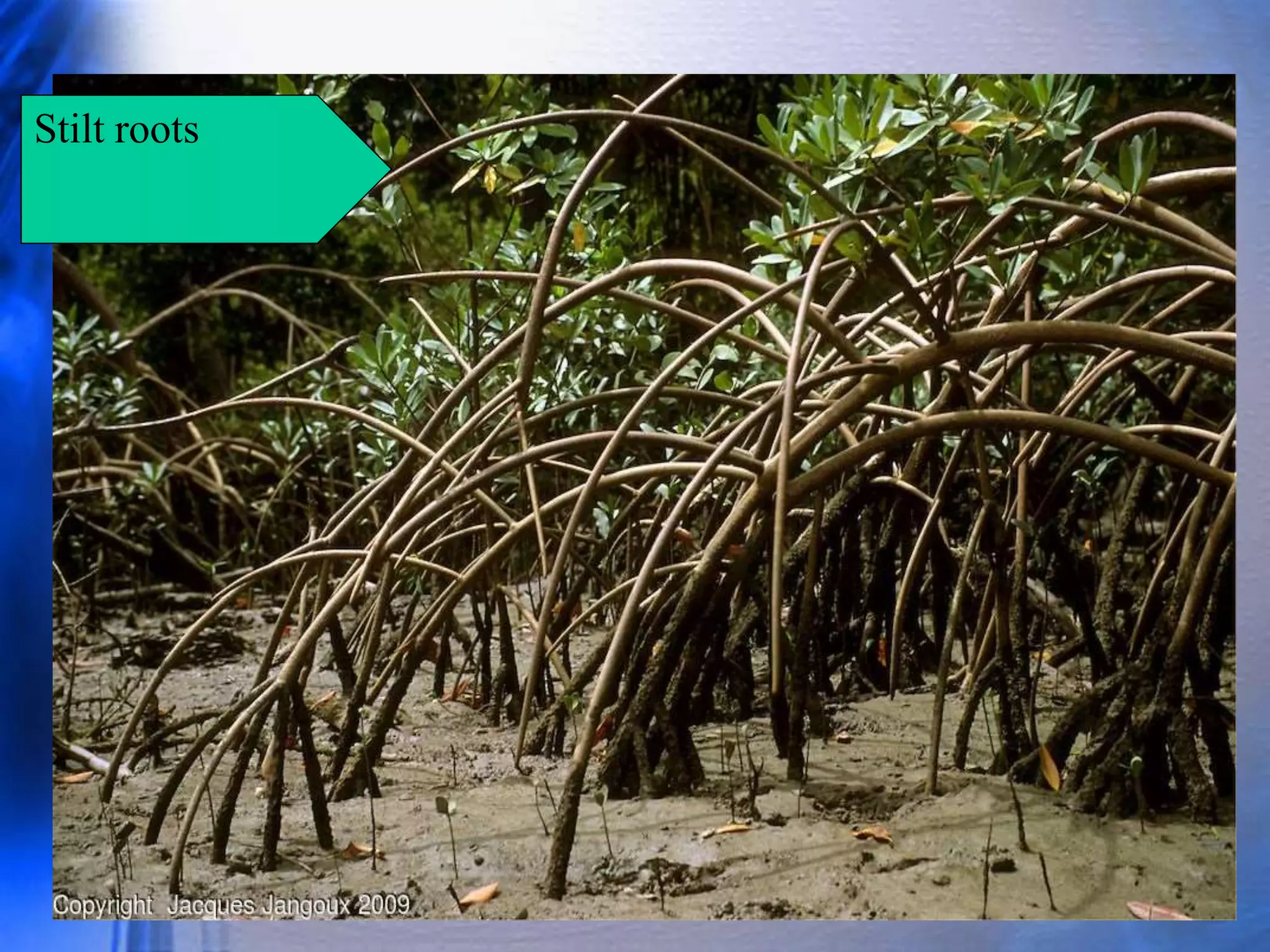 Tropical mangroove ecosystem | PPT