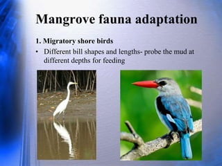 Tropical mangroove ecosystem | PPTX