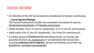 Tropical medicine.pptx-Hook-Worm.pptx. . | PPT