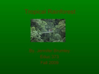Tropical Rainforest | PPT | Geography | Science