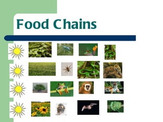 Tropical rainforest | PPT