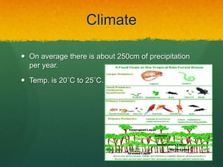 Tropical rainforest | PPT