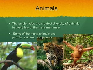 Tropical rainforest | PPT