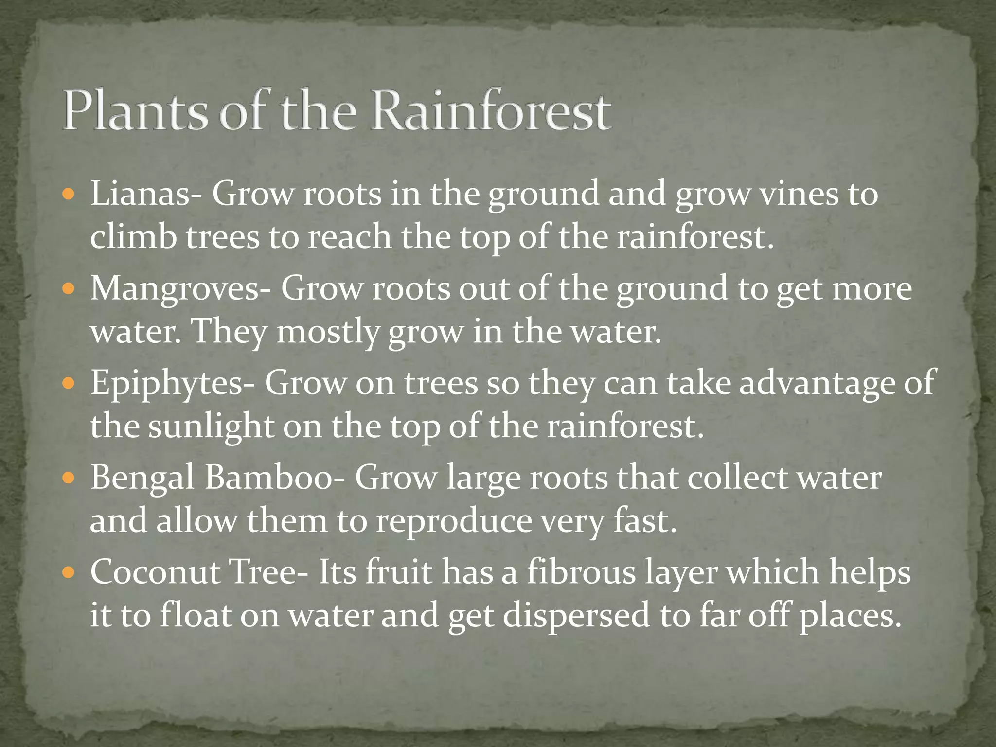 Tropical rainforest | PPT