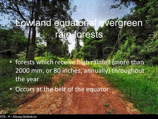 Tropical rainforest | PPT