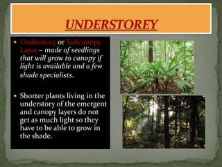 Tropical rainforest | PPT