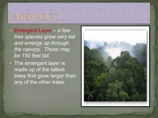 Tropical rainforest | PPT