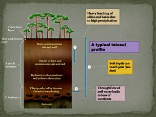 Rainforest Soil Layers