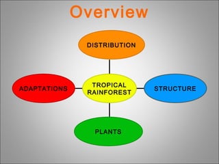 Tropical rainforest | PPT