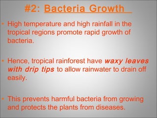 Tropical rainforest | PPT