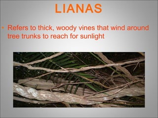Tropical rainforest | PPT