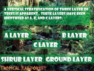 Tropical Rainforest Biome | PPT