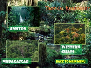 Tropical Rainforest Biome | PPT