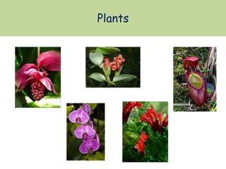 TROPICAL RAINFOREST | PPTX