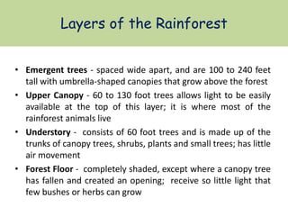 TROPICAL RAINFOREST | PPTX