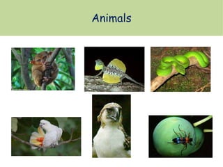 TROPICAL RAINFOREST | PPTX