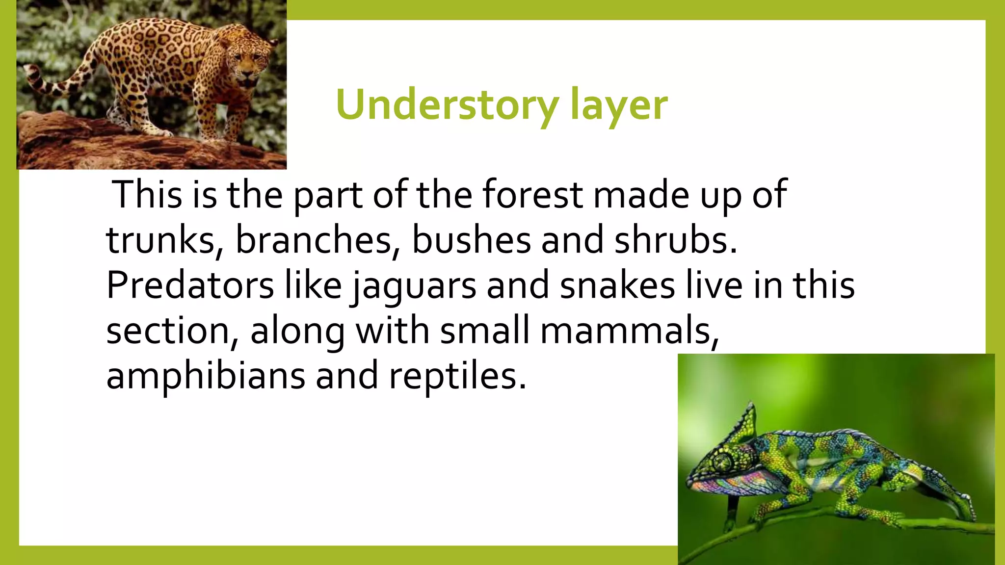 Tropical rainforest | PPTX