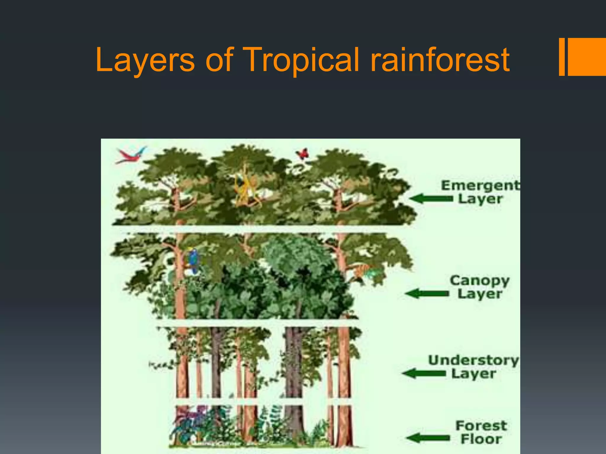 Tropical rainforest | PPT