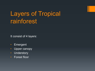 Tropical rainforest | PPT
