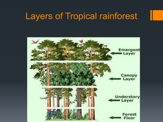 Tropical rainforest | PPT