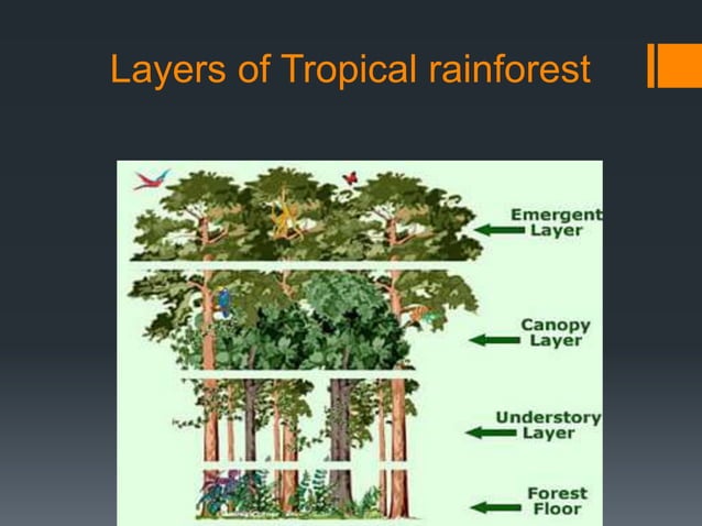 Tropical rainforest | PPT
