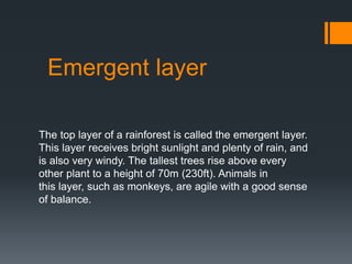 Tropical rainforest | PPT