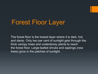 Tropical rainforest | PPT