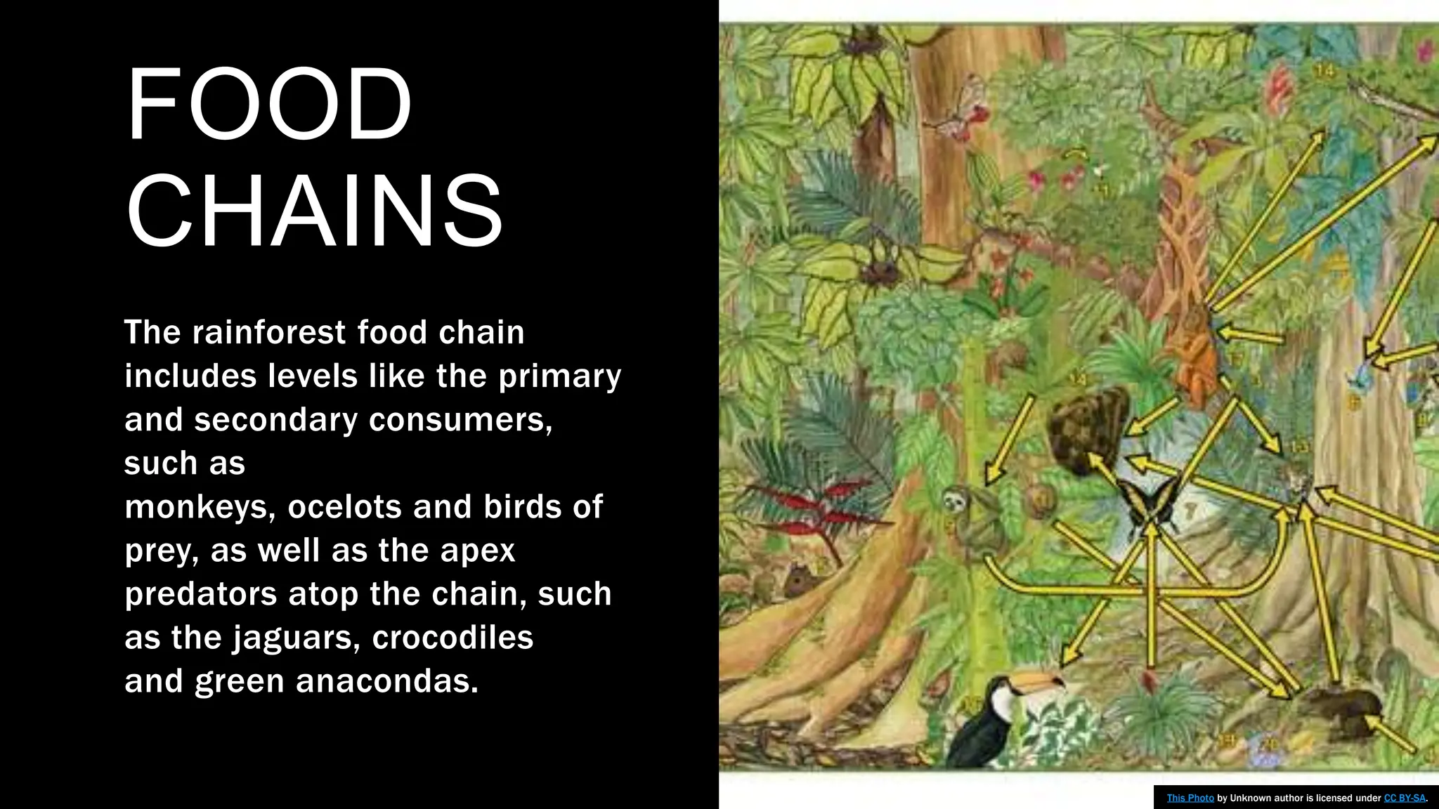 Tropical_Rainforest.........,........... | PPTX