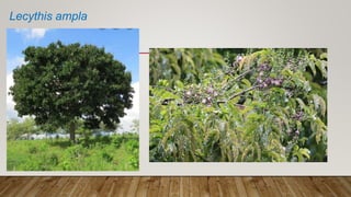 Tropical rainforest | PPTX | Reptiles | Pets