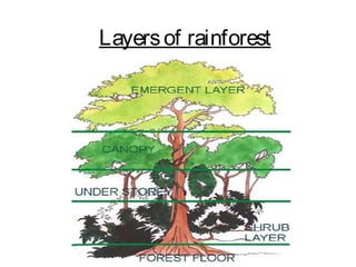 Tropical Rainforest Diagram