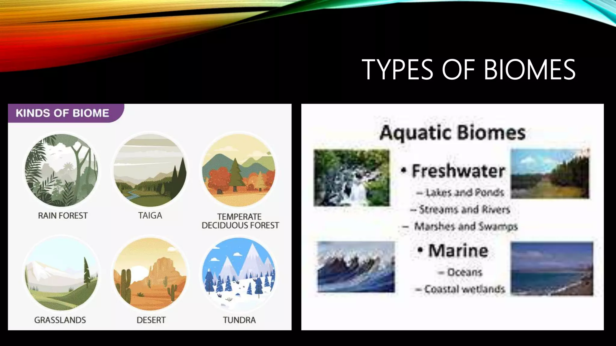 Tropical rainforest biomes | PPTX