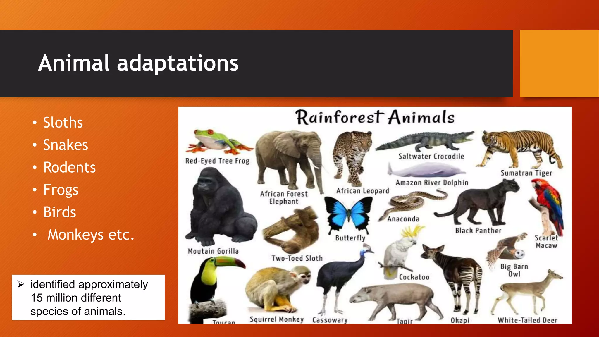 Tropical rainforest biomes | PPTX