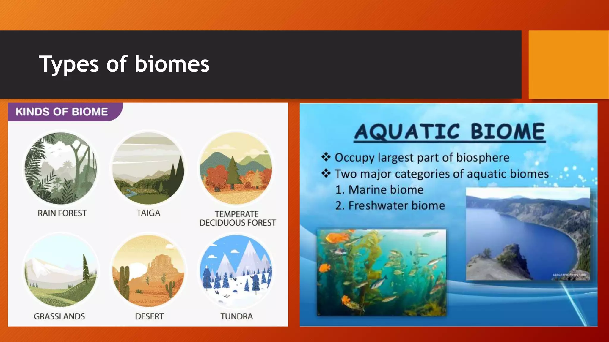 Tropical rainforest biomes | PPTX