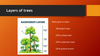 Tropical rainforest biomes | PPTX | Weather | Science