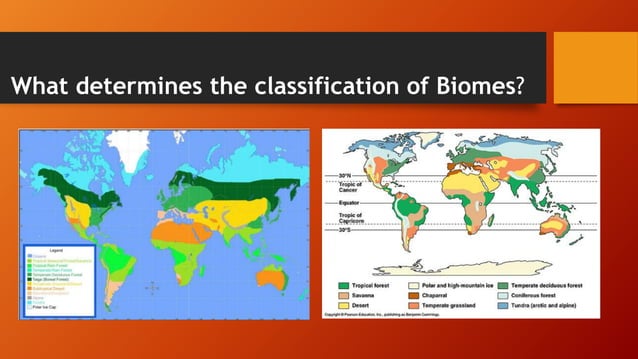 Tropical rainforest biomes | PPTX | Weather | Science