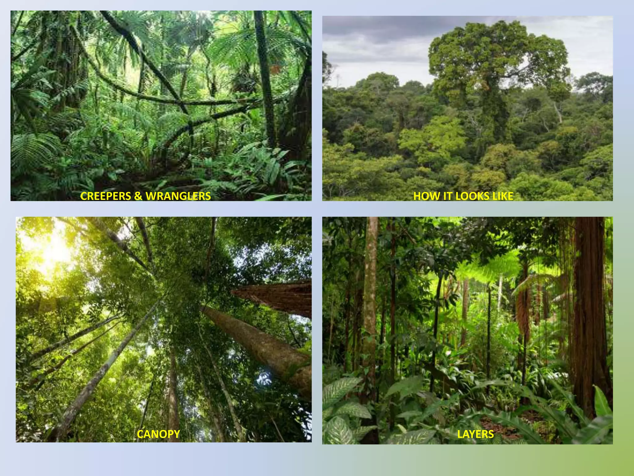 Tropical rain forest extent and characteristics | PPT