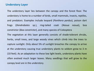 Tropical rain forest extent and characteristics | PPT