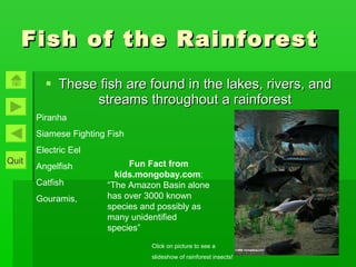 Tropical Rainforest Interactive Pp | PPT