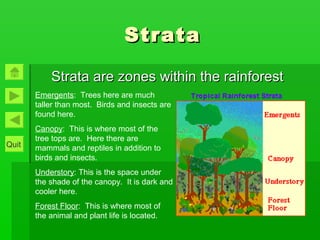 Tropical Rainforest Interactive Pp | PPT