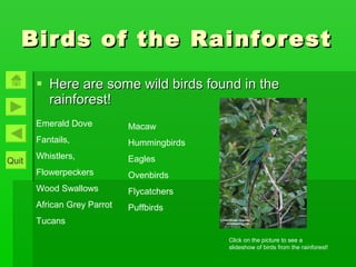 Tropical Rainforest Interactive Pp | PPT