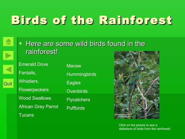 Tropical Rainforest Interactive Pp | PPT