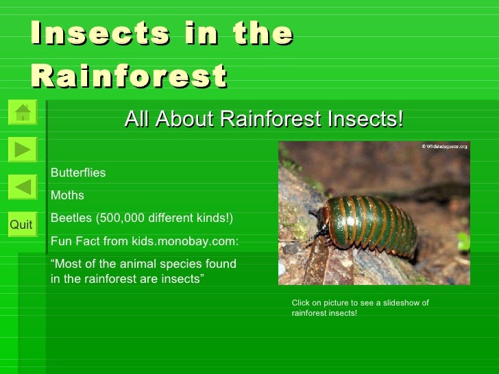 Rainforest Insects List Insects That Live In Rainforests Science With