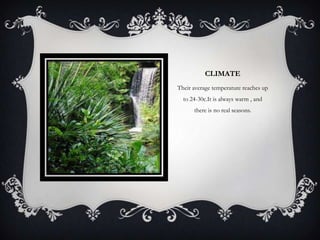 Tropical rainforest project | PPTX | Geography | Science