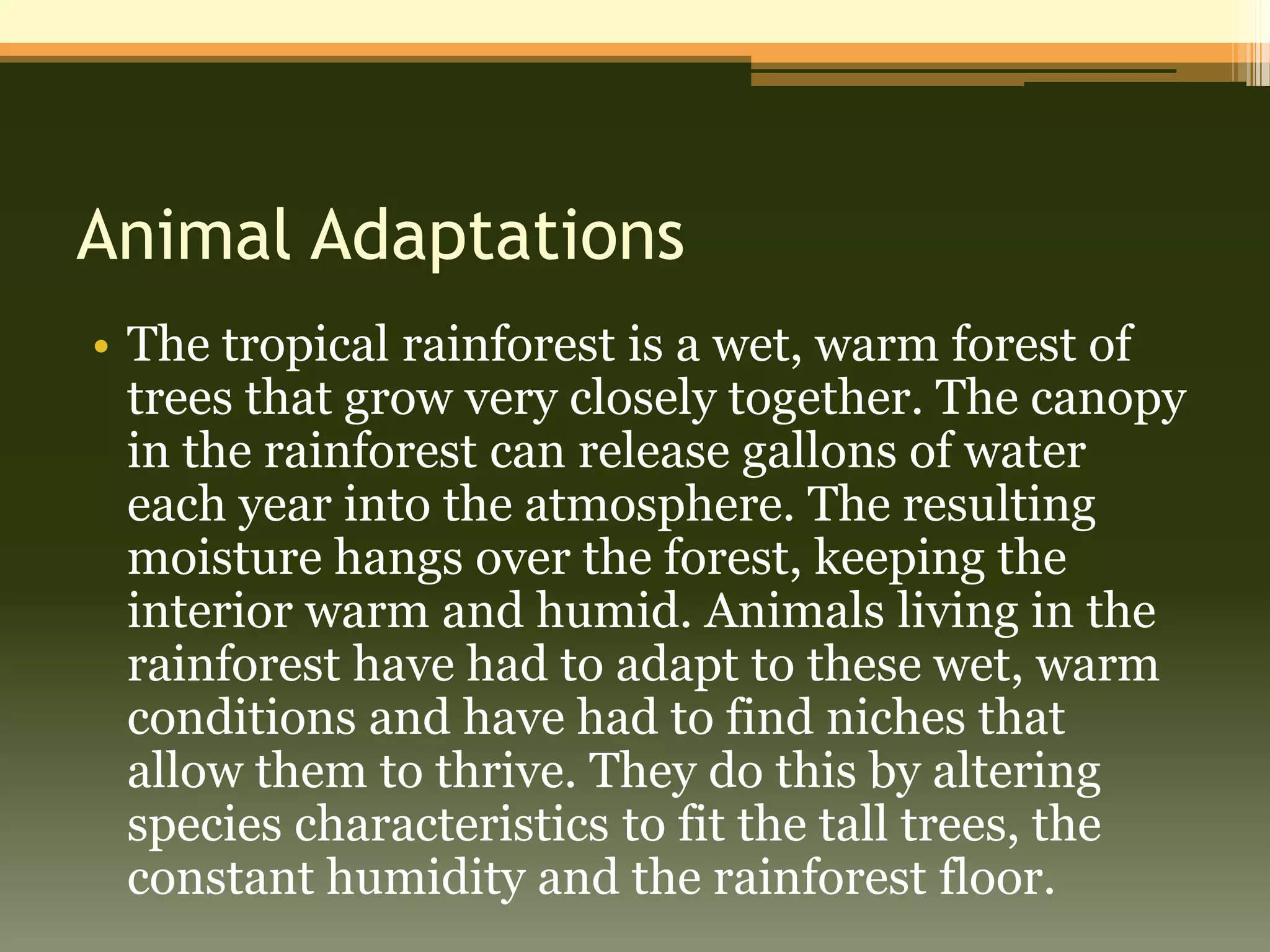 Tropical Rainforests | PPTX
