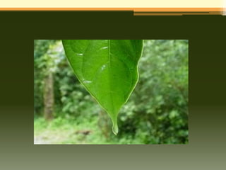 Drip Tips In The Tropical Rainforest