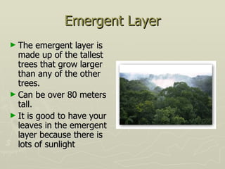 Tropical rainforests | PPT