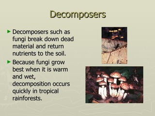 Tropical rainforests | PPT
