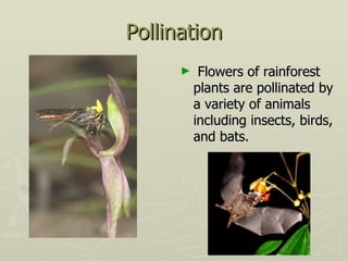 Tropical rainforests | PPT