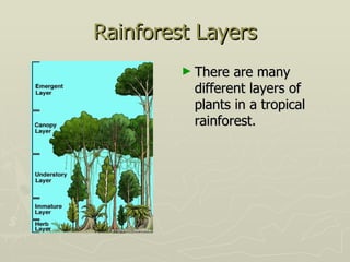 Tropical rainforests | PPT